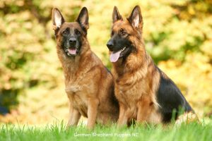 German Shepherd Life Expectancy: Understanding Your Dog's Lifespan and ...