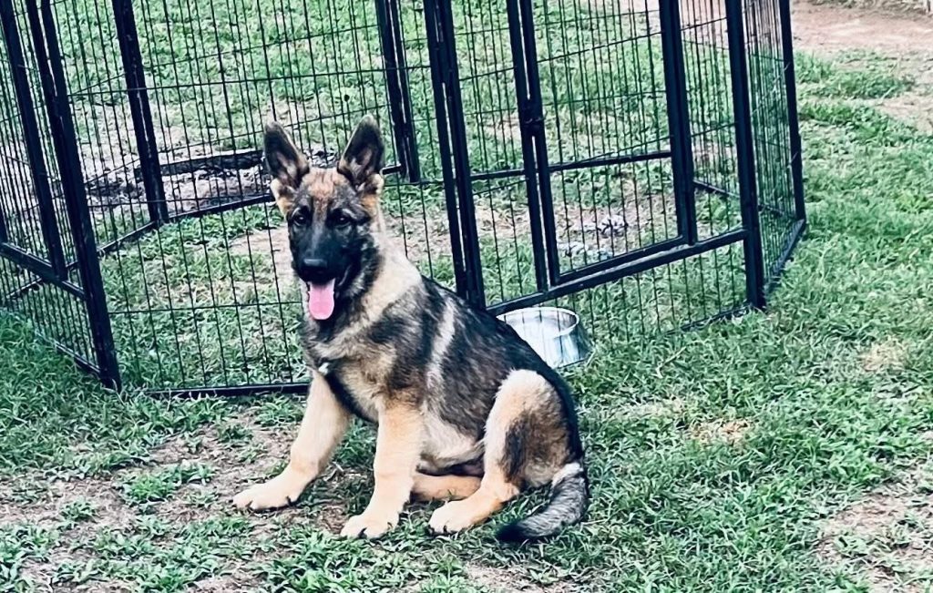 Zeus - German Shepherd Puppies NC