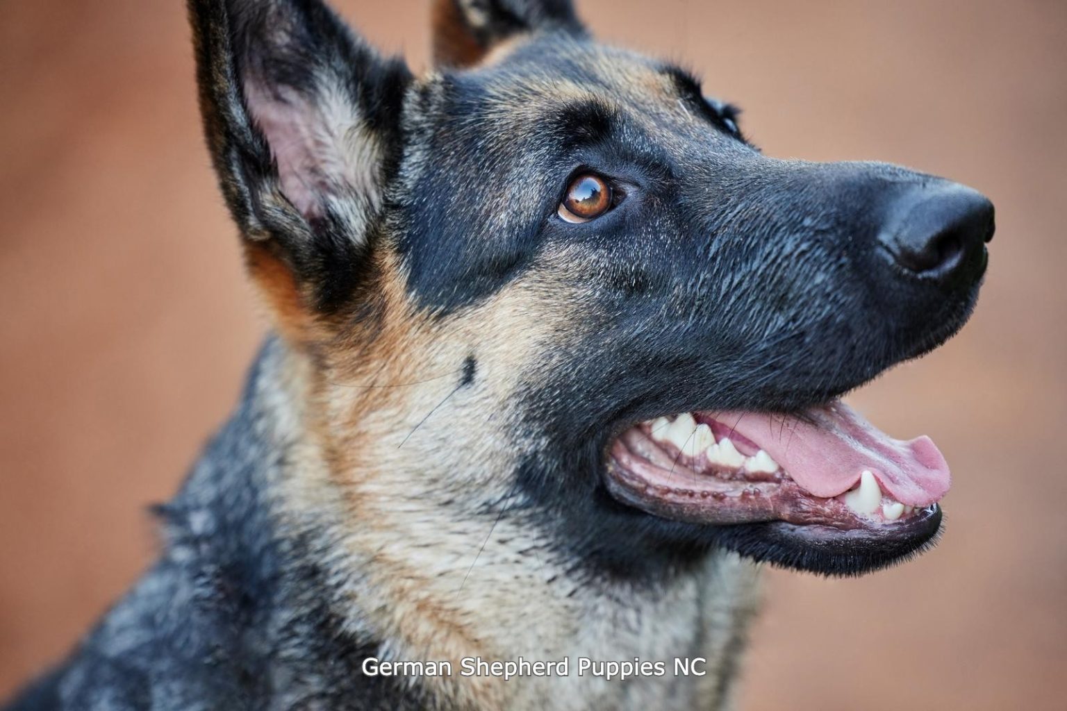 Everything You Ever Wanted To Know About German Shepherds - German ...