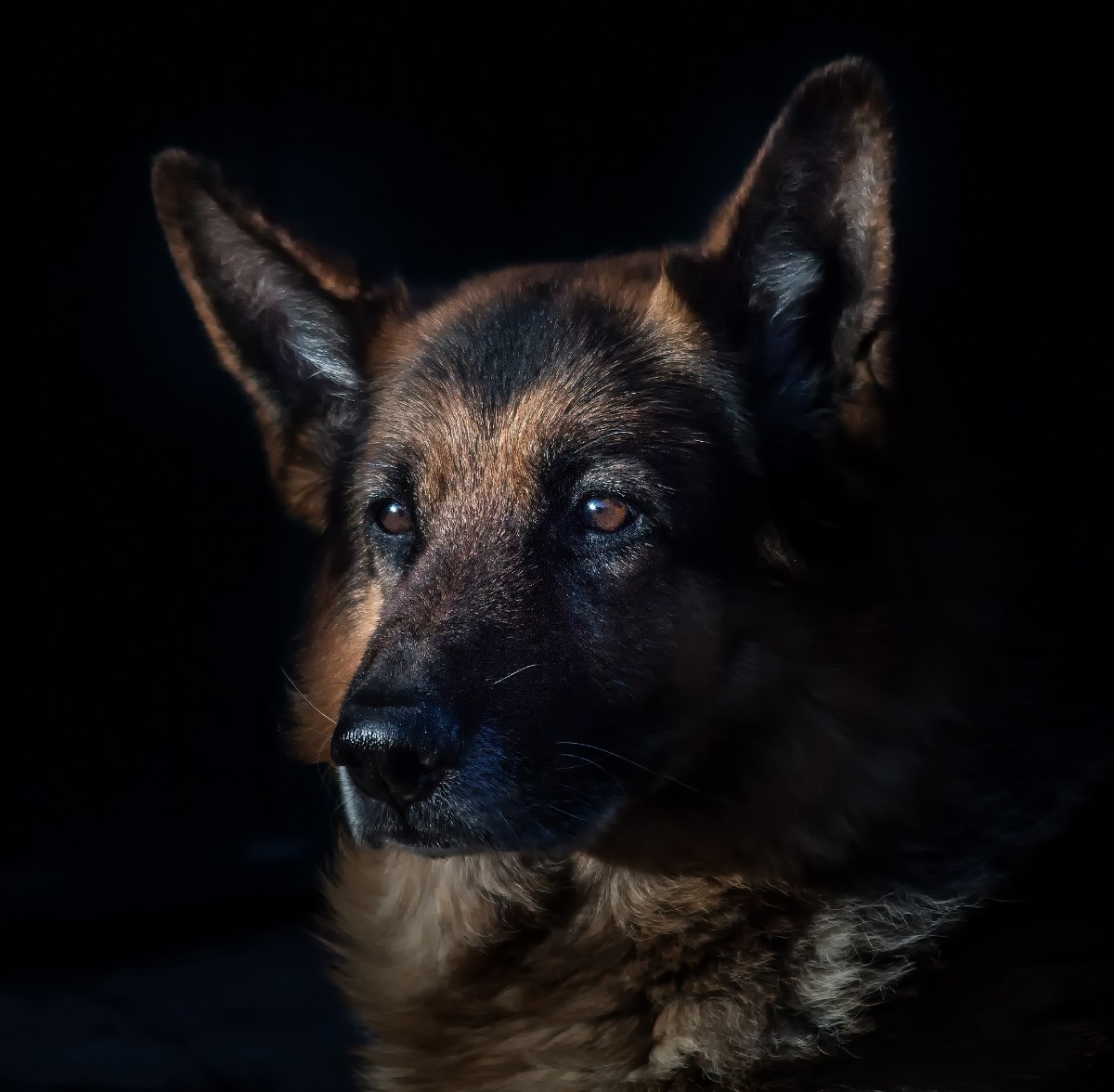Why Does My German Shepherd Stare at Me? - German Shepherd Puppies NC