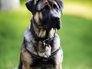Cane Corso German Shepherd Mix: A Powerful and Protective Hybrid ...
