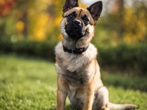 The Pug German Shepherd Mix: A Unique Crossbreed - German Shepherd ...