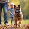 German Shepherd Life Expectancy: Understanding Your Dog's Lifespan and ...