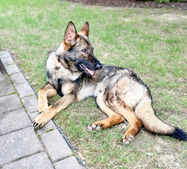 German Shepherd Puppies NC - North Carolina German Shepherds