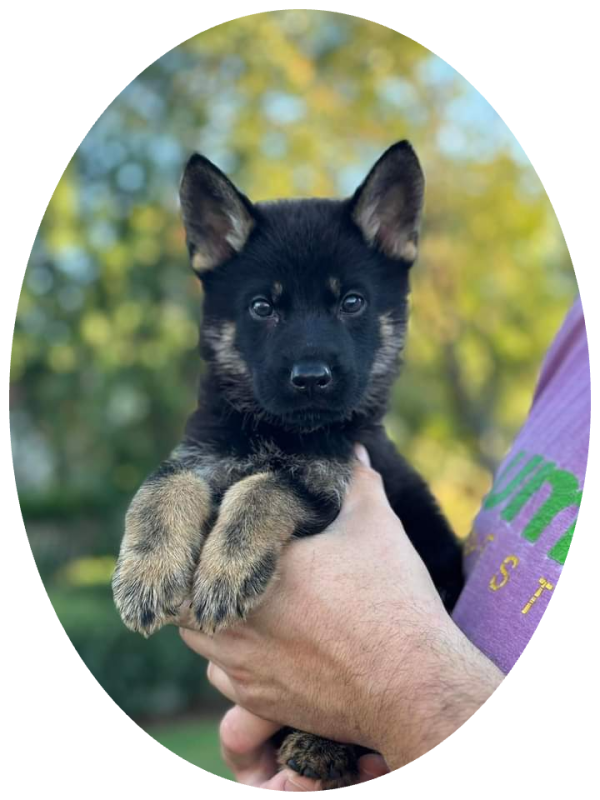 German Shepherd Puppies NC - North Carolina German Shepherds