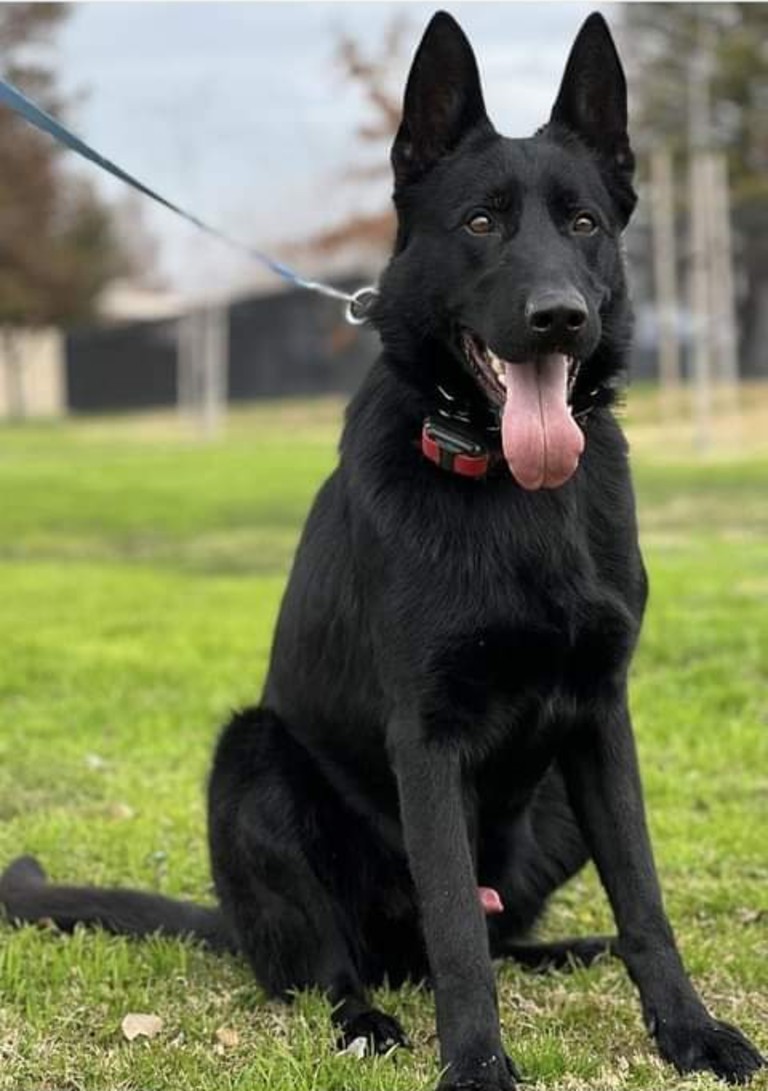 Champion German Shepherd Sires | Elite Bloodlines | German Shepherd ...