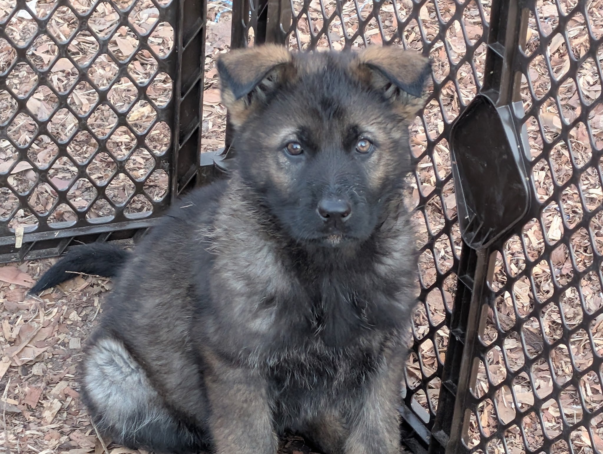 German Shepherd Puppies NC - North Carolina German Shepherds