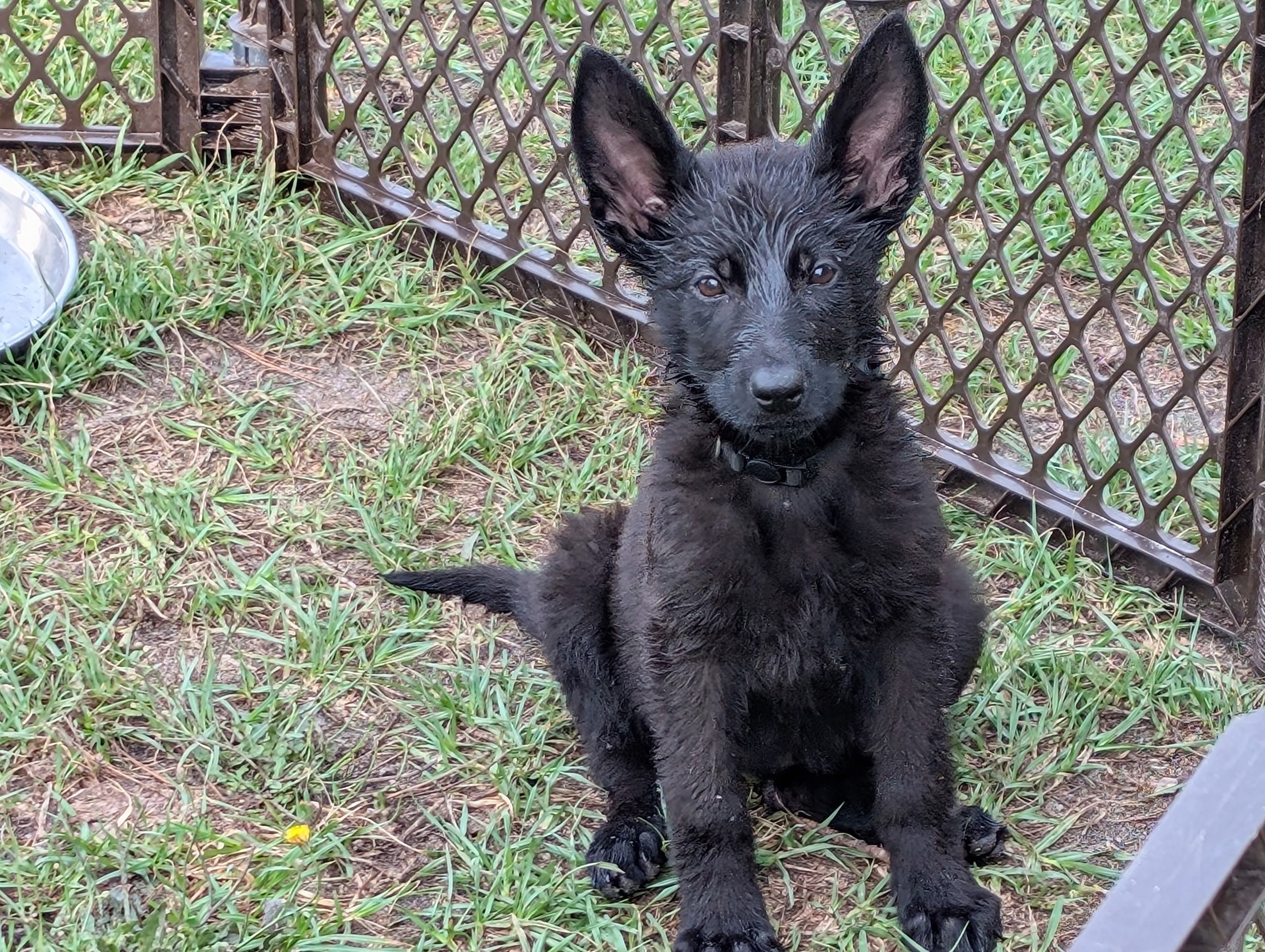 Chloe - German Shepherd Puppies NC